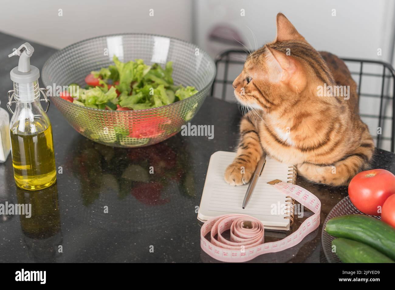 Top view of a cat making a healthy eating plan. Slimming Stock Photo ...