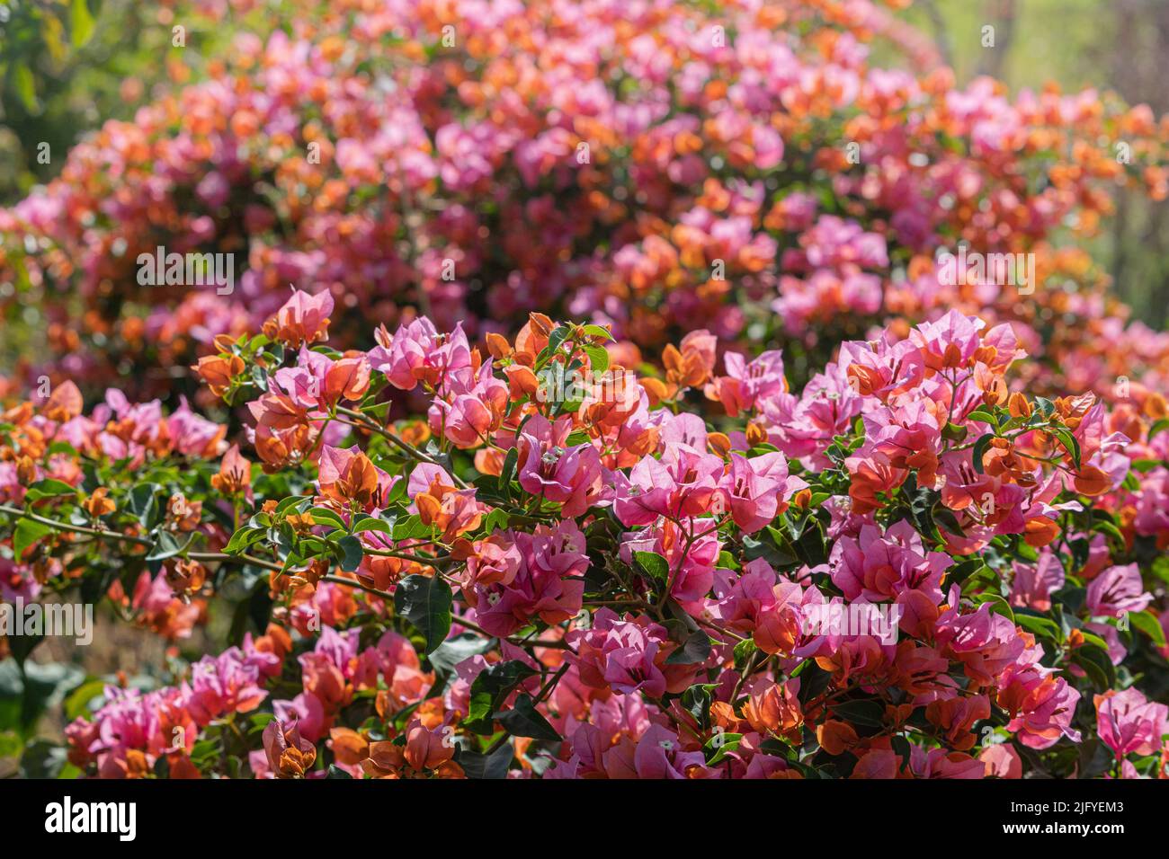 bougainvillea in bloom close-up. A popular plant for decorative ...