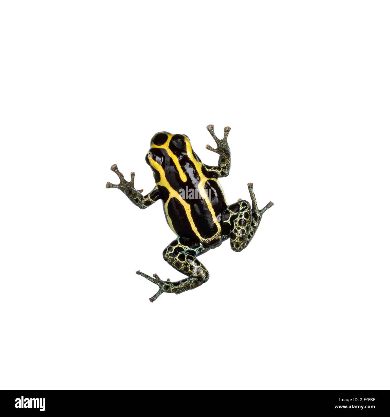 Top view of ranitomeya ventrimaculata aka reticulated poison frog ...