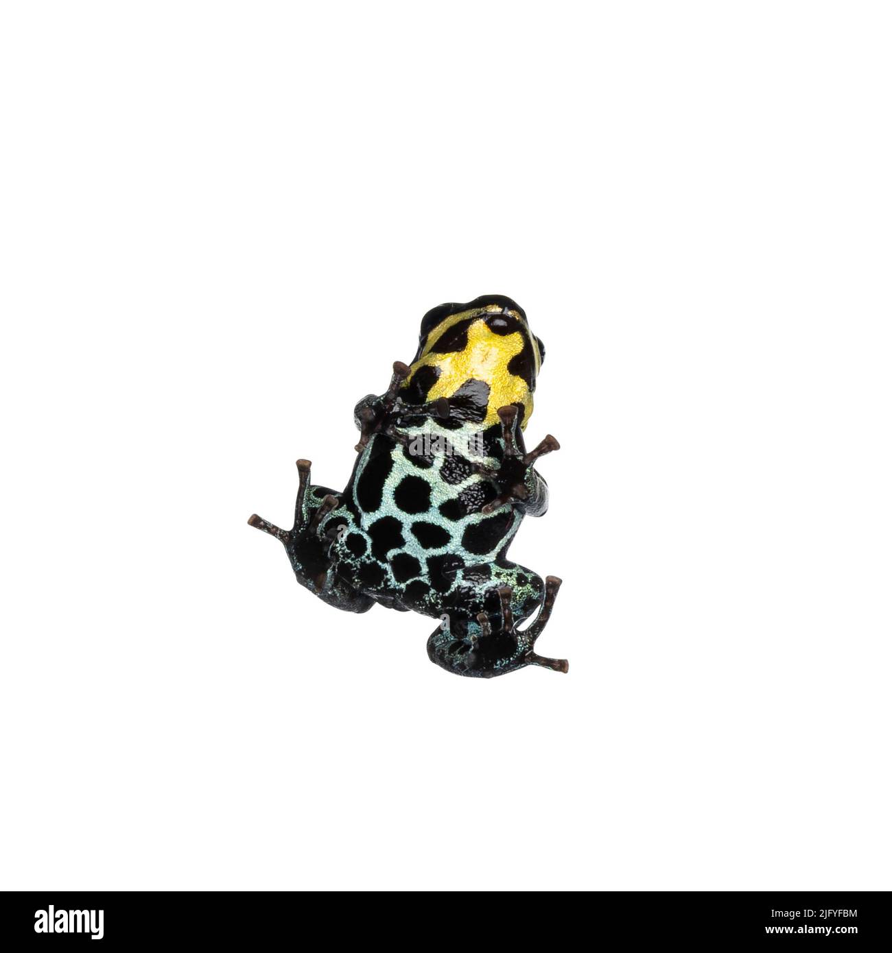 Belly view of ranitomeya ventrimaculata aka reticulated poison frog ...