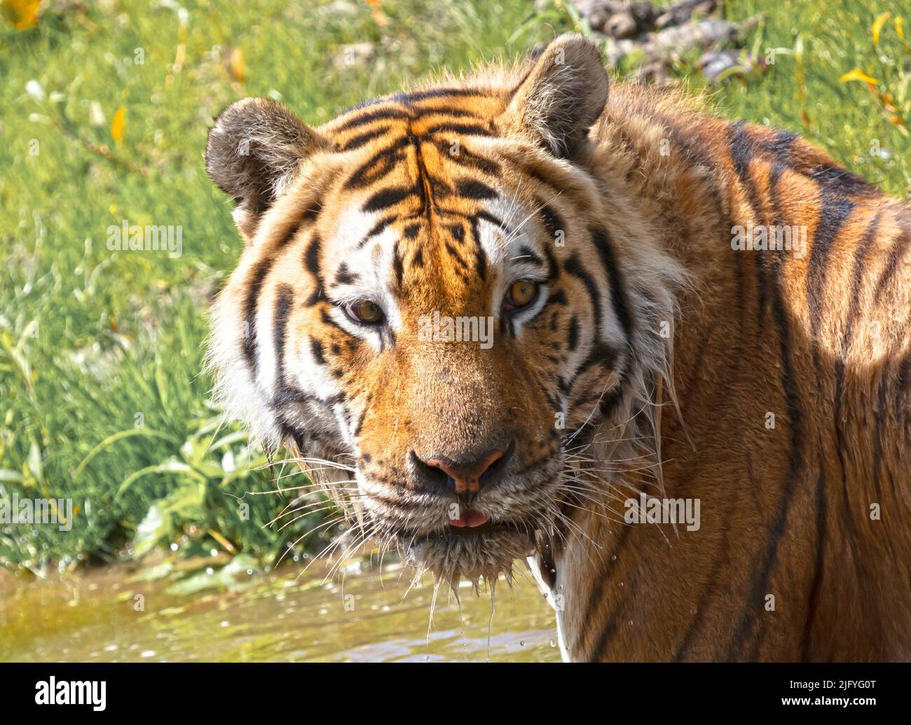 Tiger and trees coloring hi-res stock photography and images - Alamy