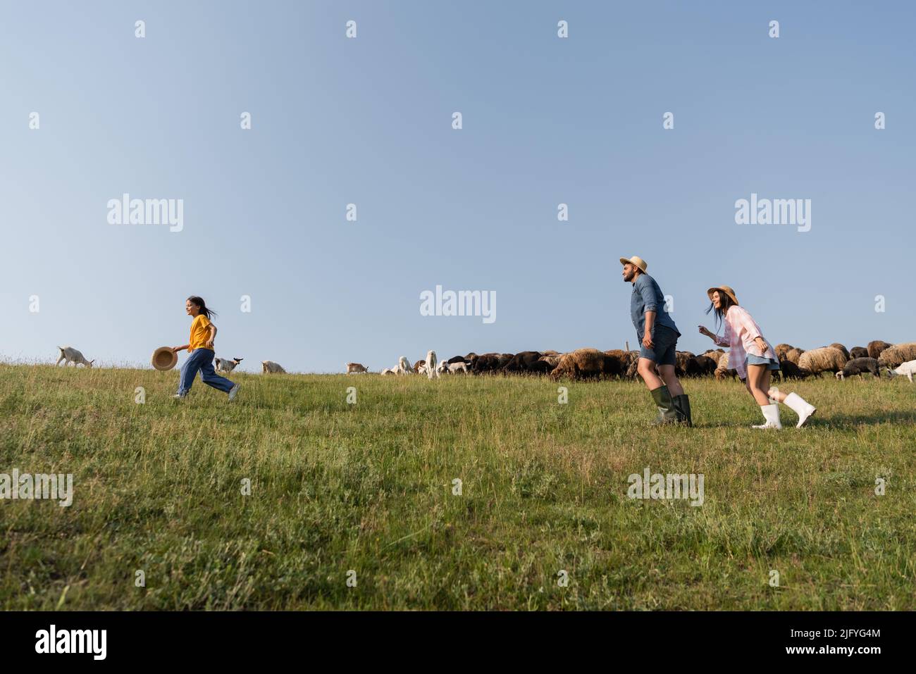 side view of family herding cattle while running in pasture under blue ...