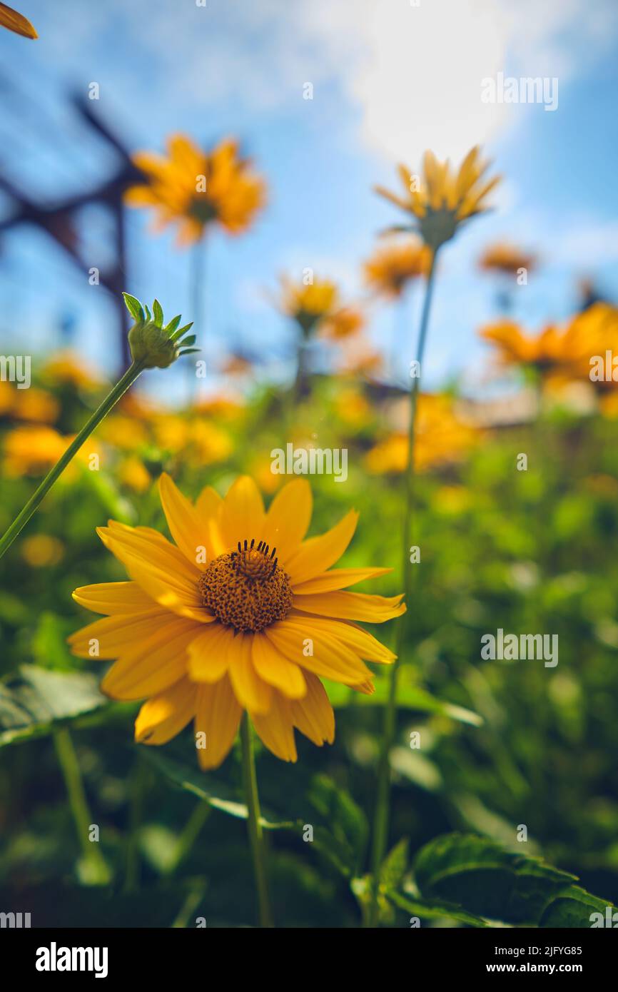 Heliopsis Summer Sun Flower. High quality photo Stock Photo - Alamy