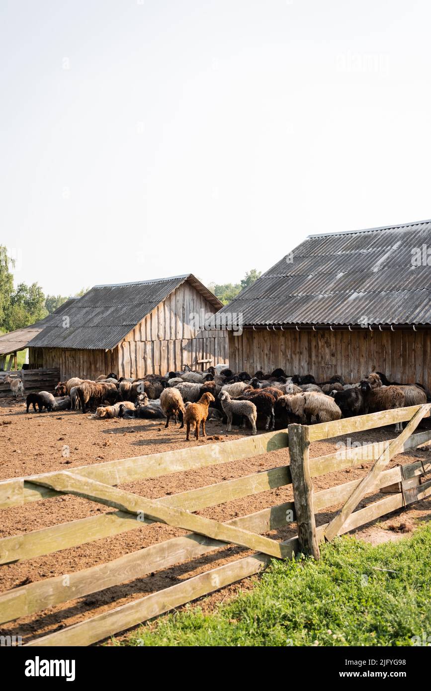 wooden barns and corral with livestock on cattle farm Stock Photo - Alamy