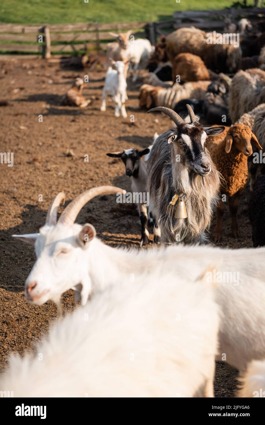 horned goats in corral on cattle farm on blurred background Stock Photo ...