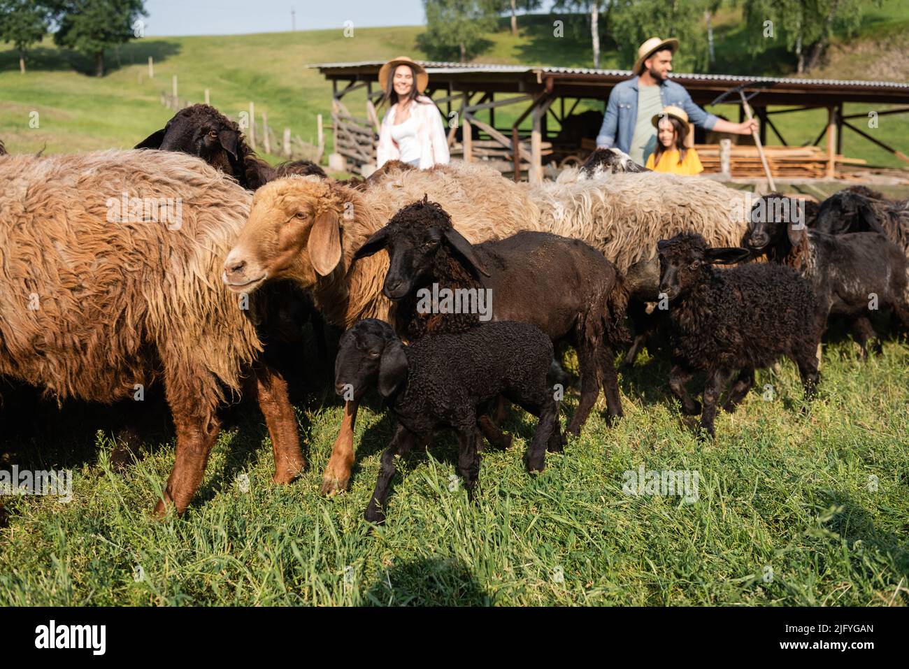 sheep flock grazing near blurred family on cattle farm Stock Photo - Alamy