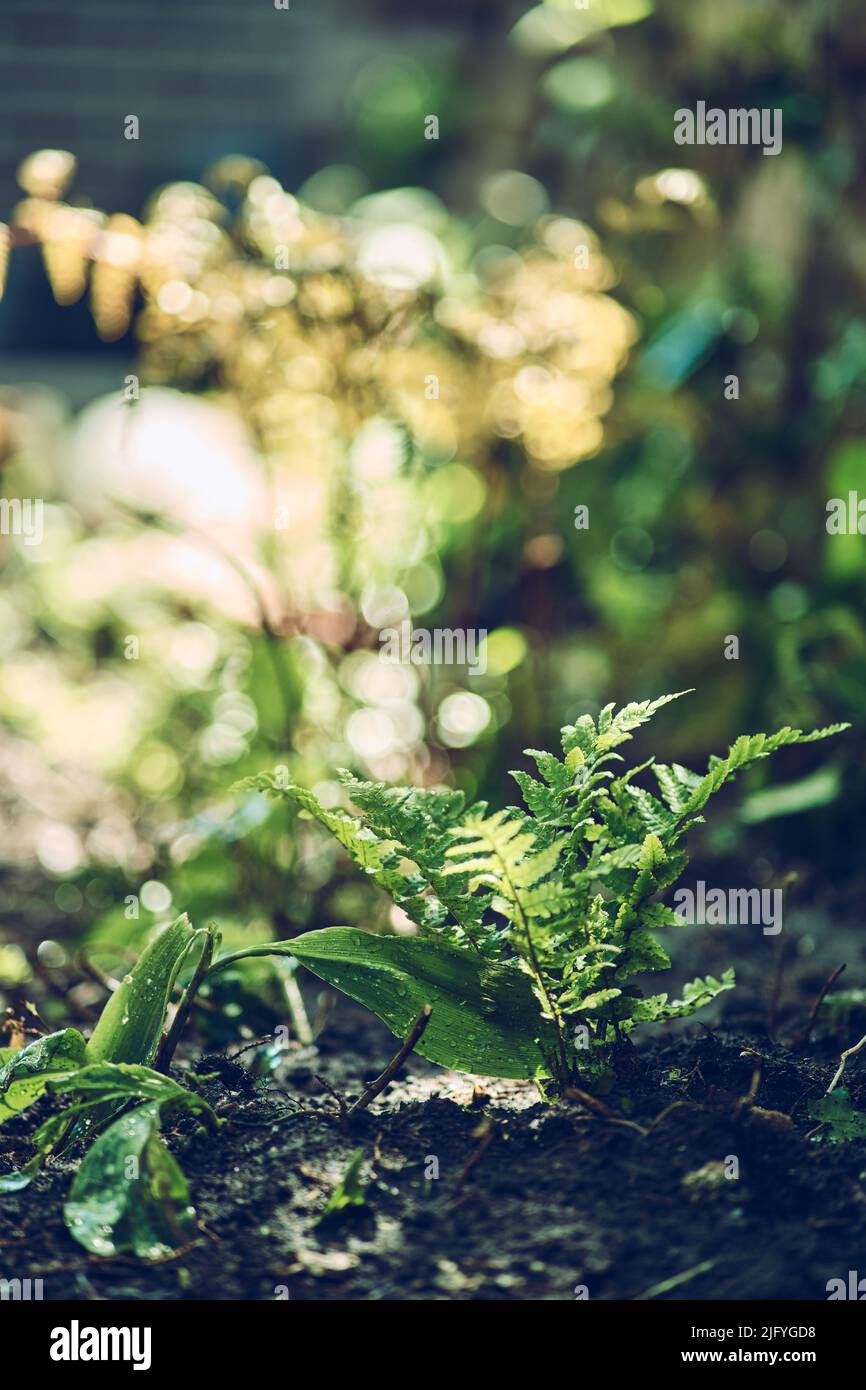Beautiful small fern hi-res stock photography and images - Alamy