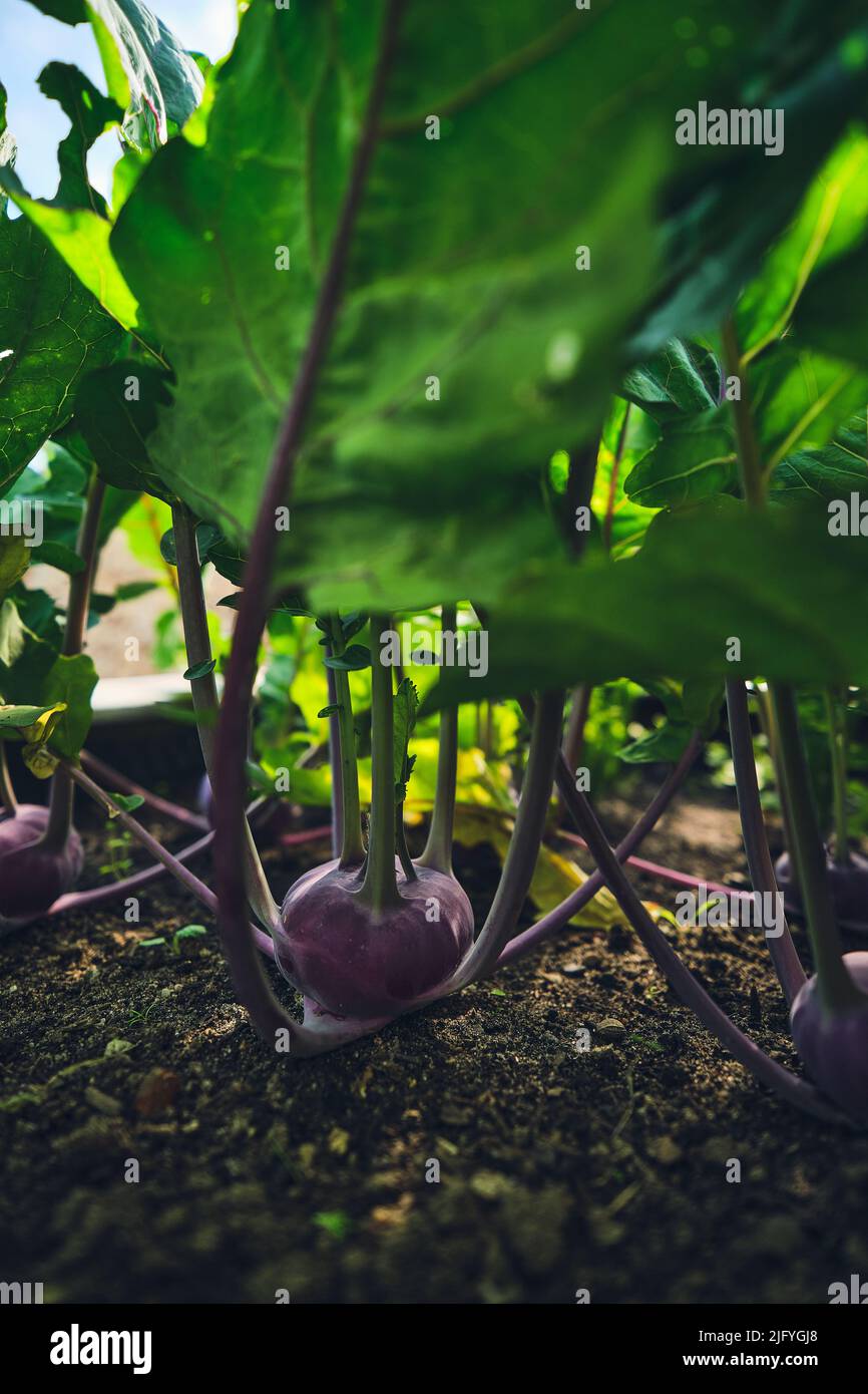 Red Kohlrabi in raised bed. High quality photo Stock Photo - Alamy