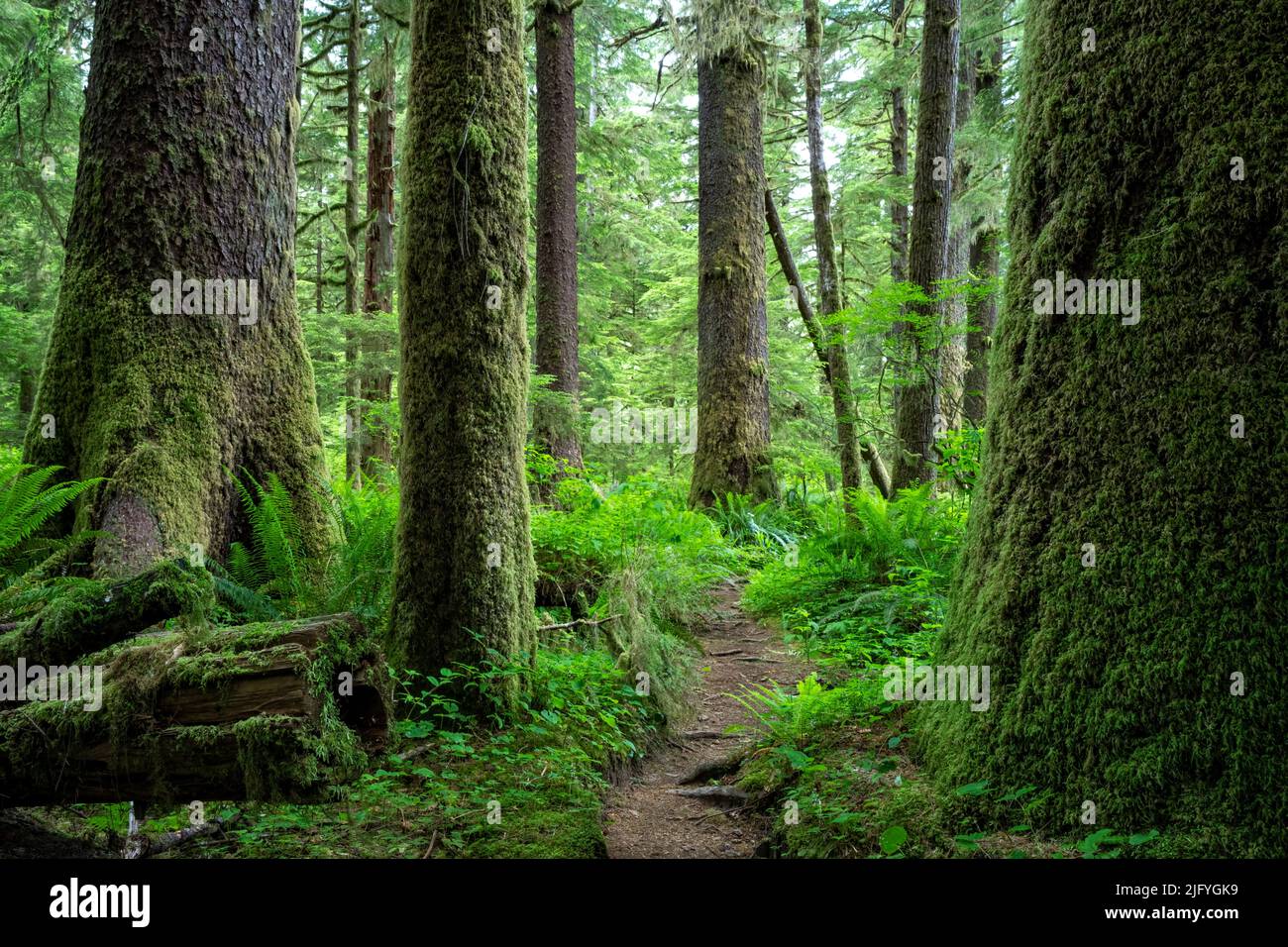 Evergreen Sitka spruce trees (Picea sitchensis) in Vancouver Island, BC ...