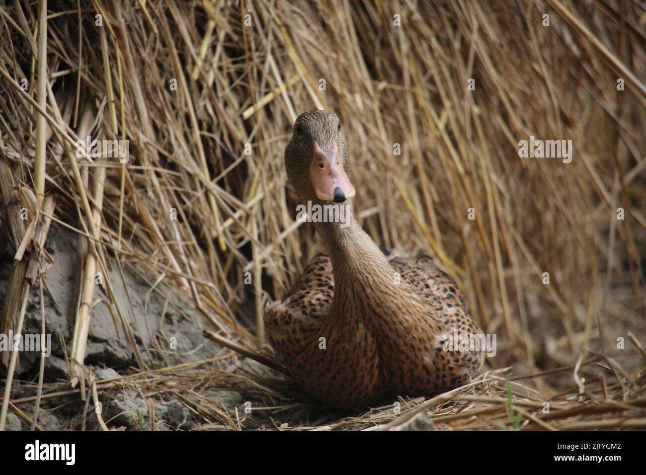 Bengali native duck of different colors Stock Photo - Alamy