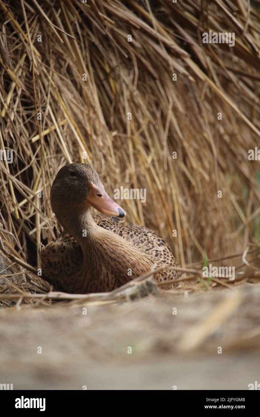 Bengali native duck of different colors Stock Photo - Alamy