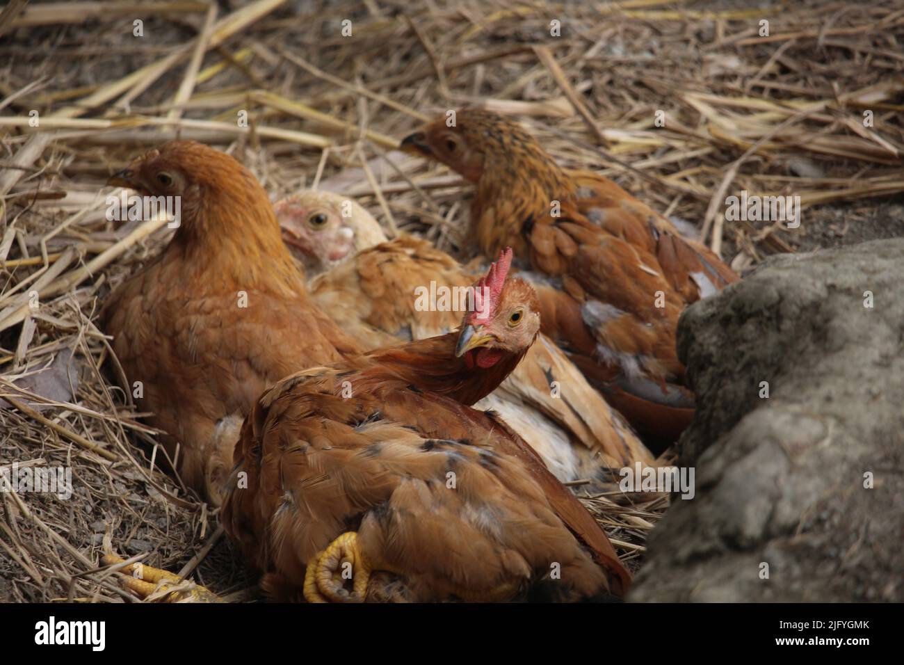 Beautiful portrait of cute baby chicks Stock Photo - Alamy