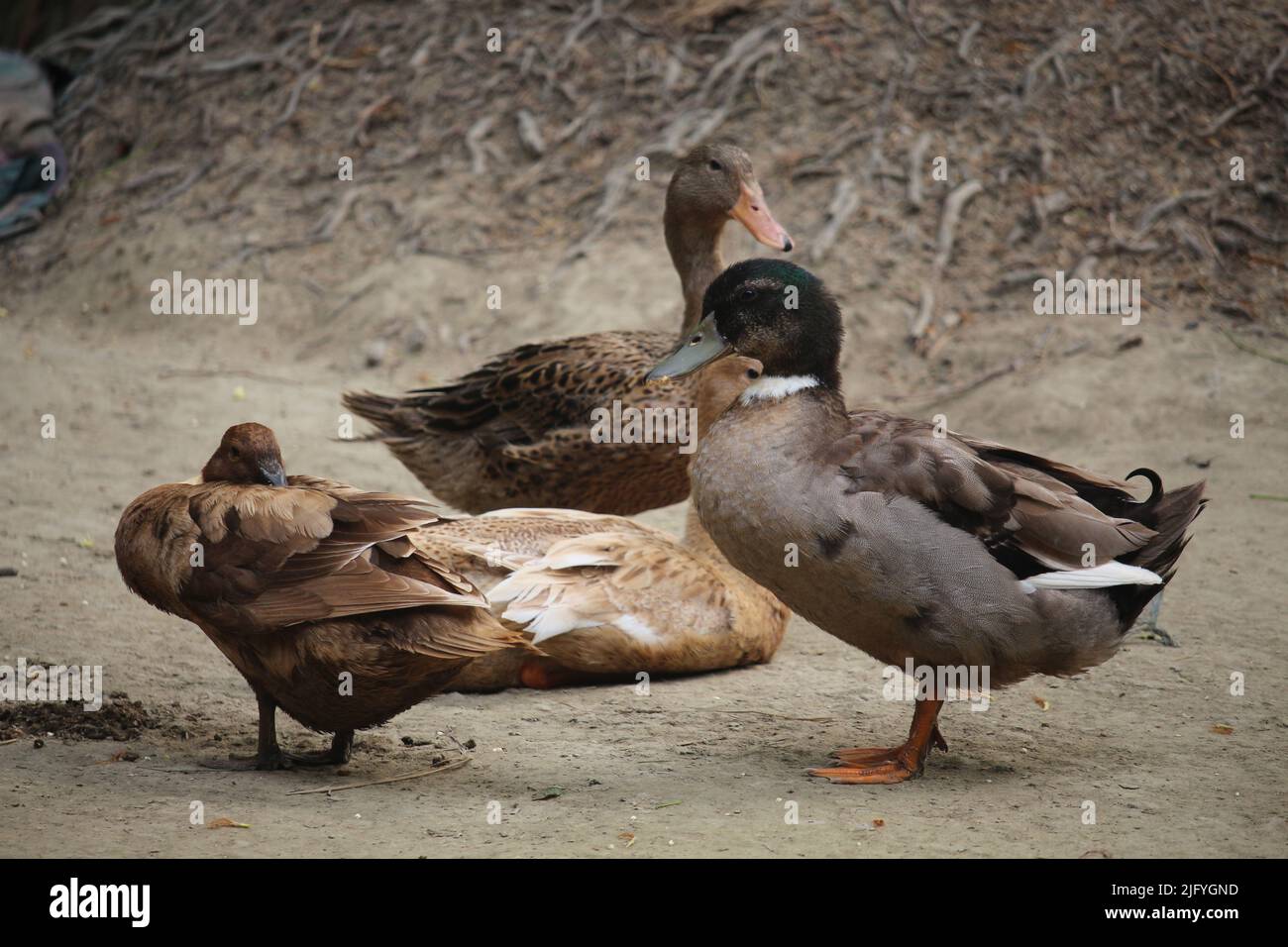 Bengali native duck of different colors Stock Photo - Alamy