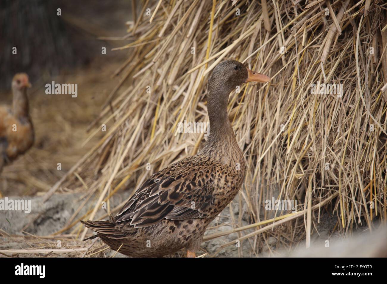 Bengali native duck of different colors Stock Photo - Alamy