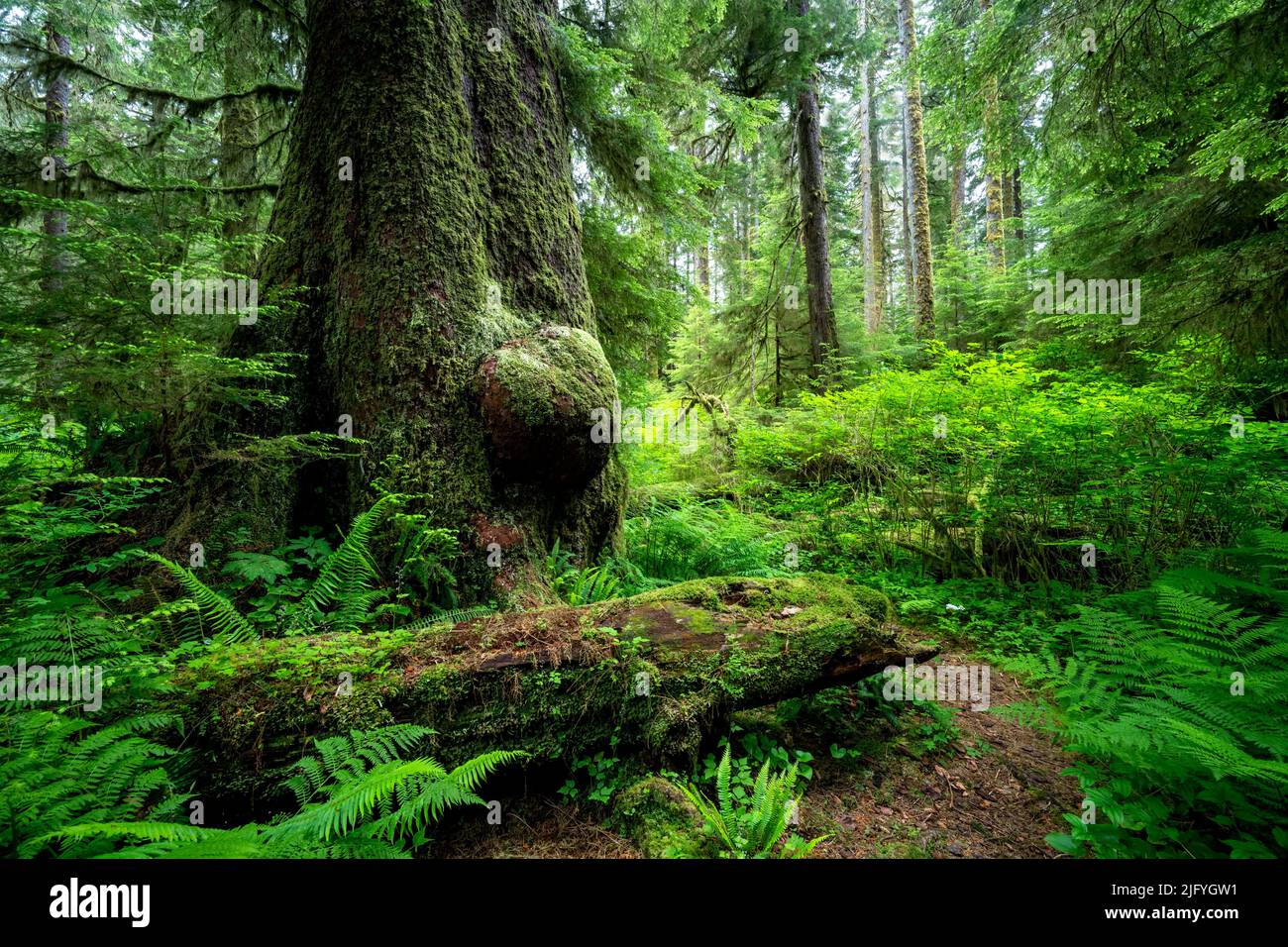 Evergreen Sitka spruce trees (Picea sitchensis) in Vancouver Island, BC ...