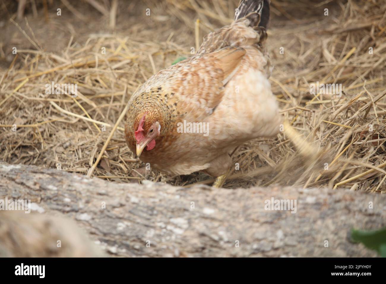 The brown chicken is rolling on the ground Stock Photo - Alamy