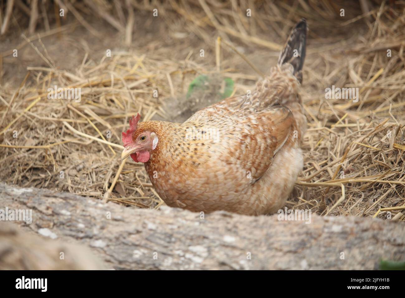 The brown chicken is rolling on the ground Stock Photo - Alamy