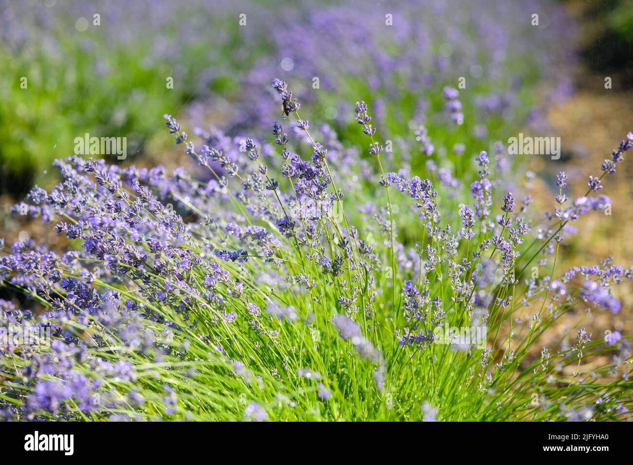 Lavender Flowers. Flowering bush growing in the field. Lavender herb ...