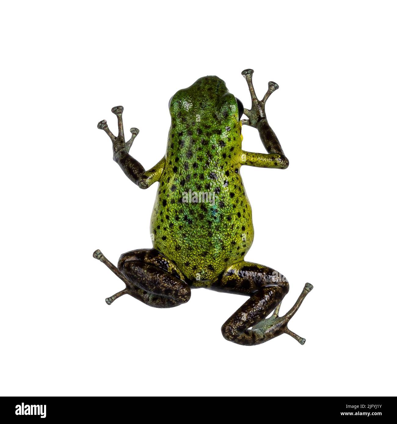 Oophaga pumilio Punta Laurel aka Punta Laurent Stock Photo - Alamy