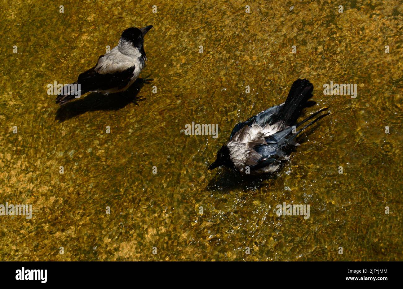 Ukraine bird hi-res stock photography and images - Alamy