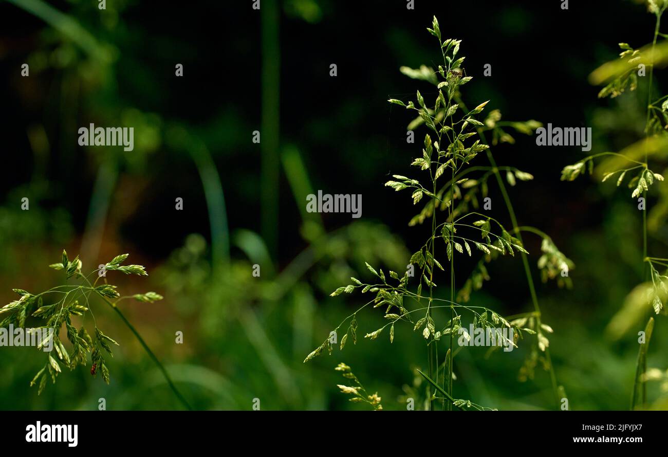 Romantic photo of bluegrass annual ( poa anual) on blurred background ...