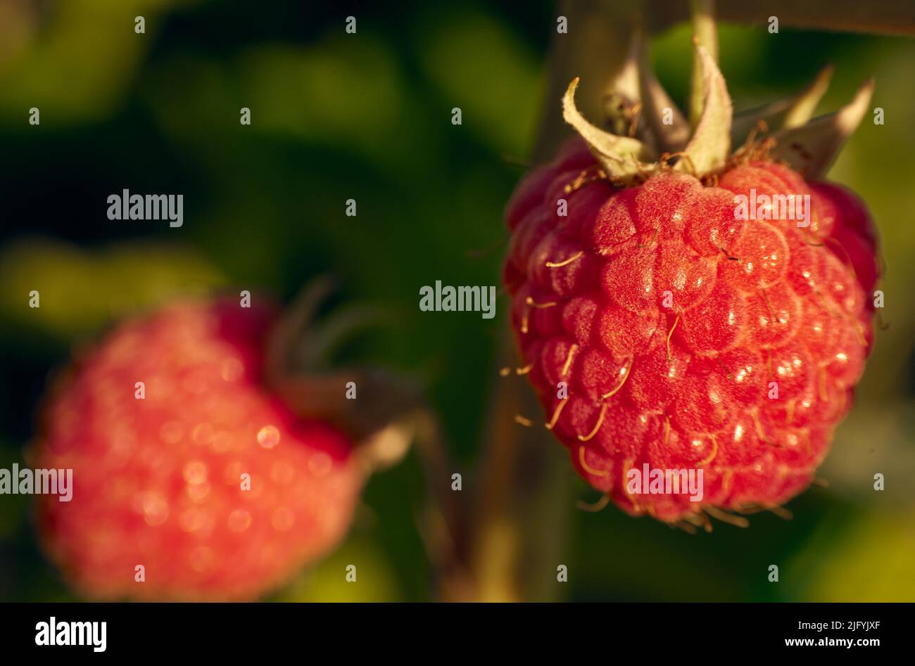 Raspberry berry close-up in the morning sun on a blurred background ...