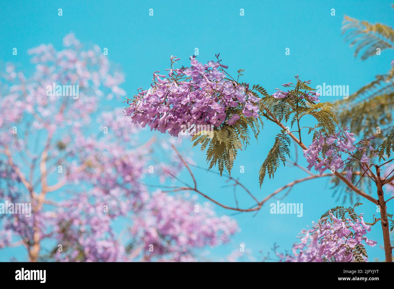 Jacaranda in bloom hi-res stock photography and images - Alamy