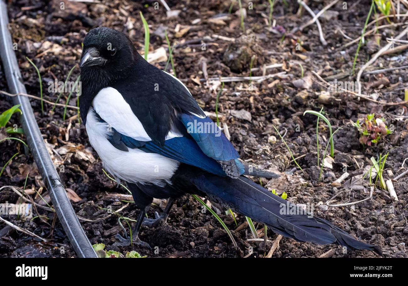 Black and white eurasian magpie hi-res stock photography and images - Alamy