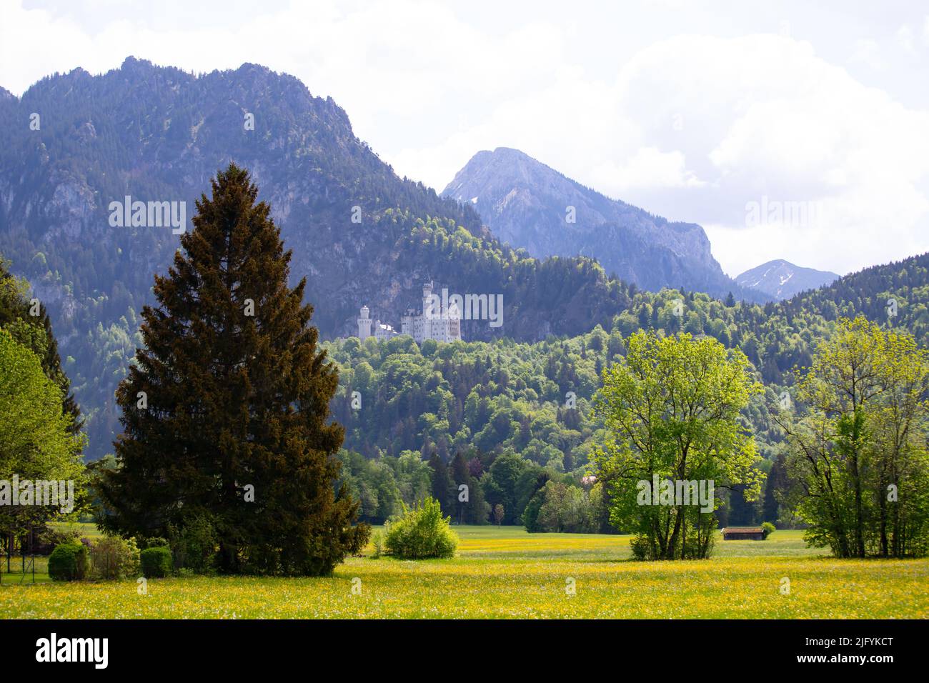 Spring meadow in the bavarian alps with Neuschwanstein Castle in the ...