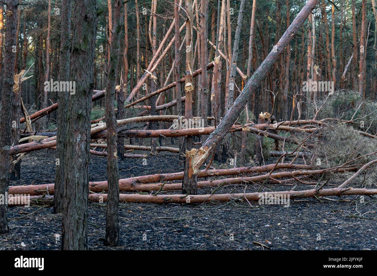 Broken trees in the forest after bombing or shelling. Shrapnel marks on ...