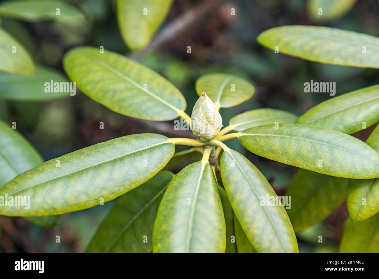 A closeup of Rhododendron fauriei flower bud with green leaves in the ...