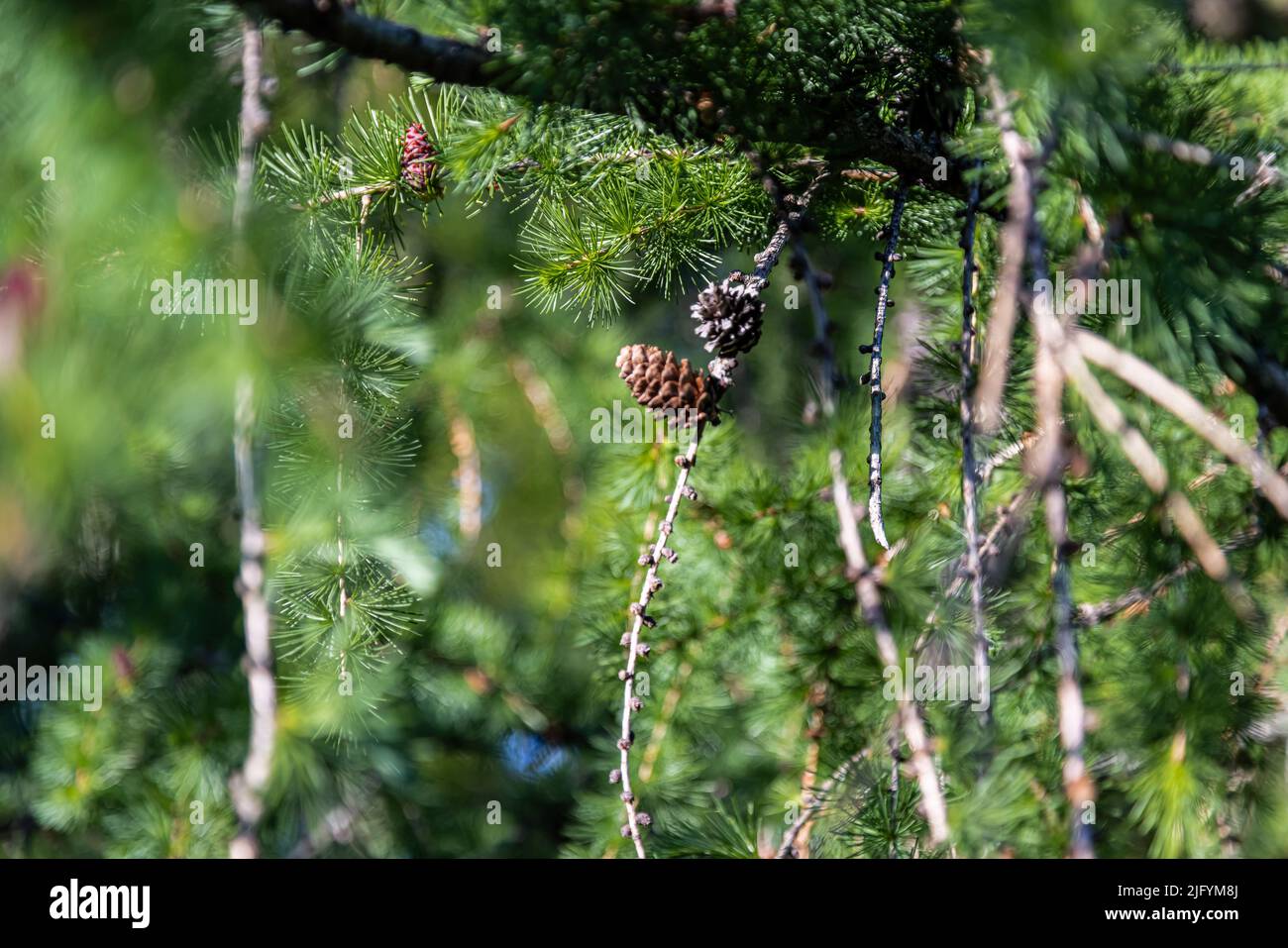 A selective focus shot of brown cones on green pine tree Stock Photo ...