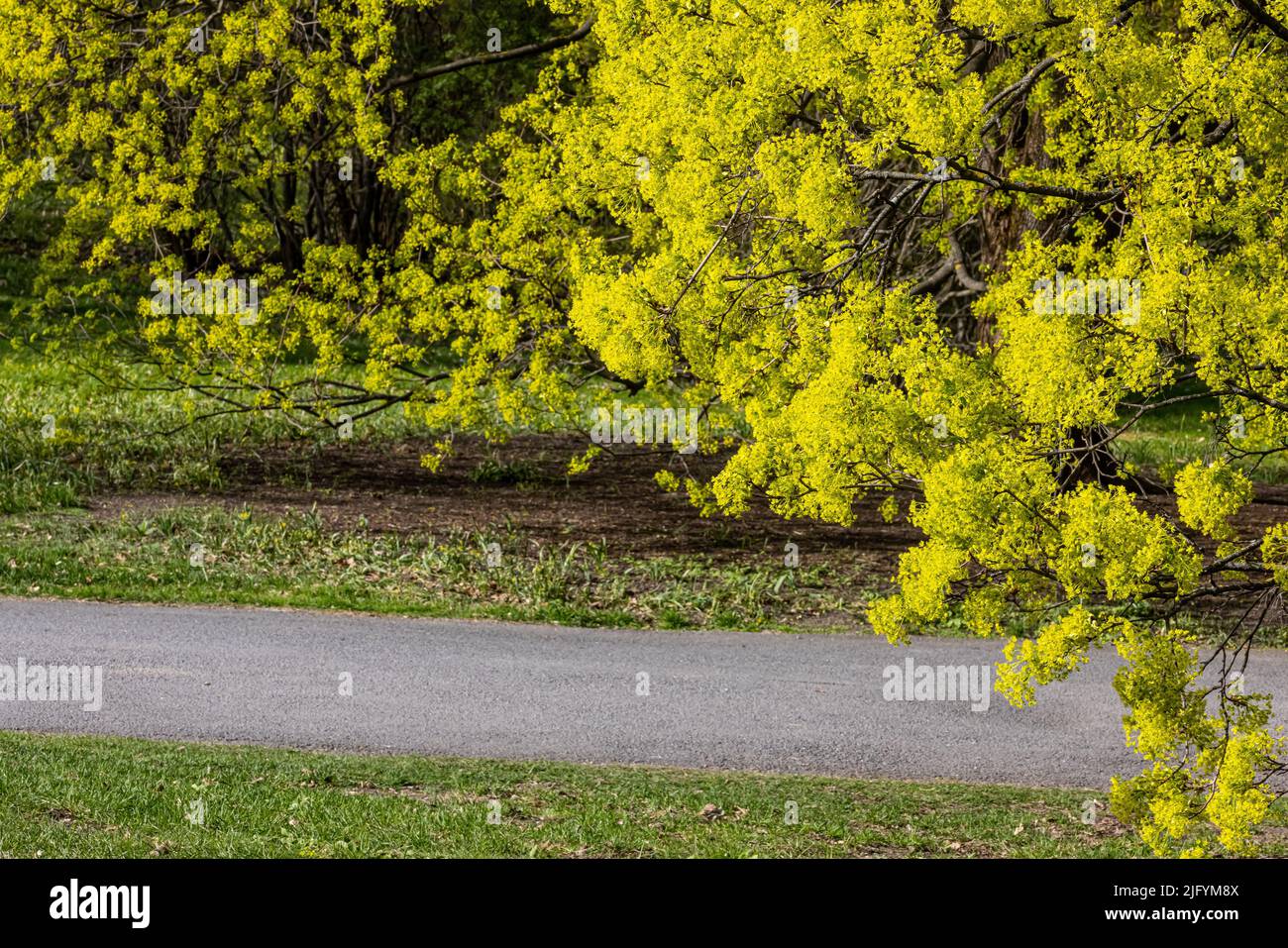 The lush yellow Acacia tree along a path in the park Stock Photo - Alamy