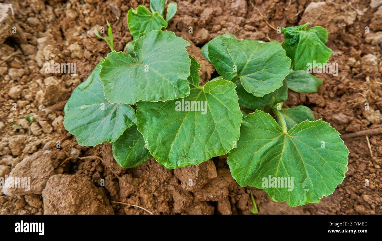 Pumpkin seedling or winter squash seedling on the blurred earth ...