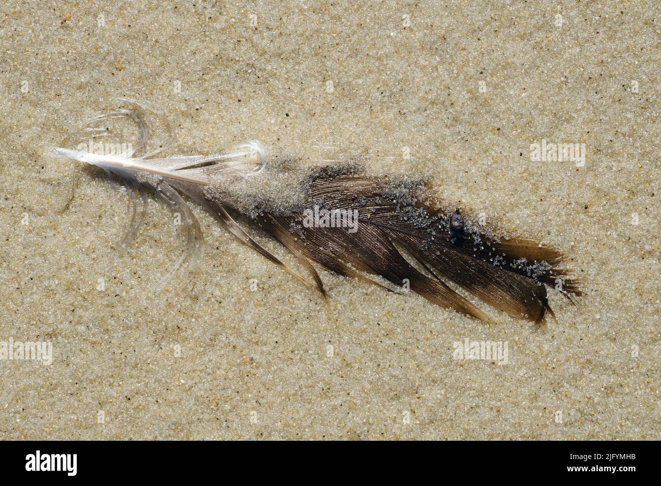 Feather at the sand beach Stock Photo - Alamy