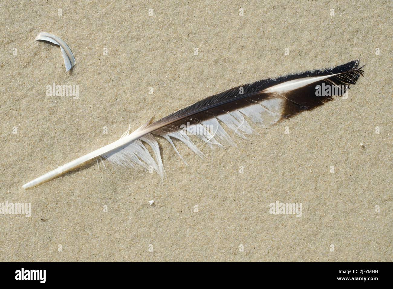 Feather at the sand beach Stock Photo - Alamy