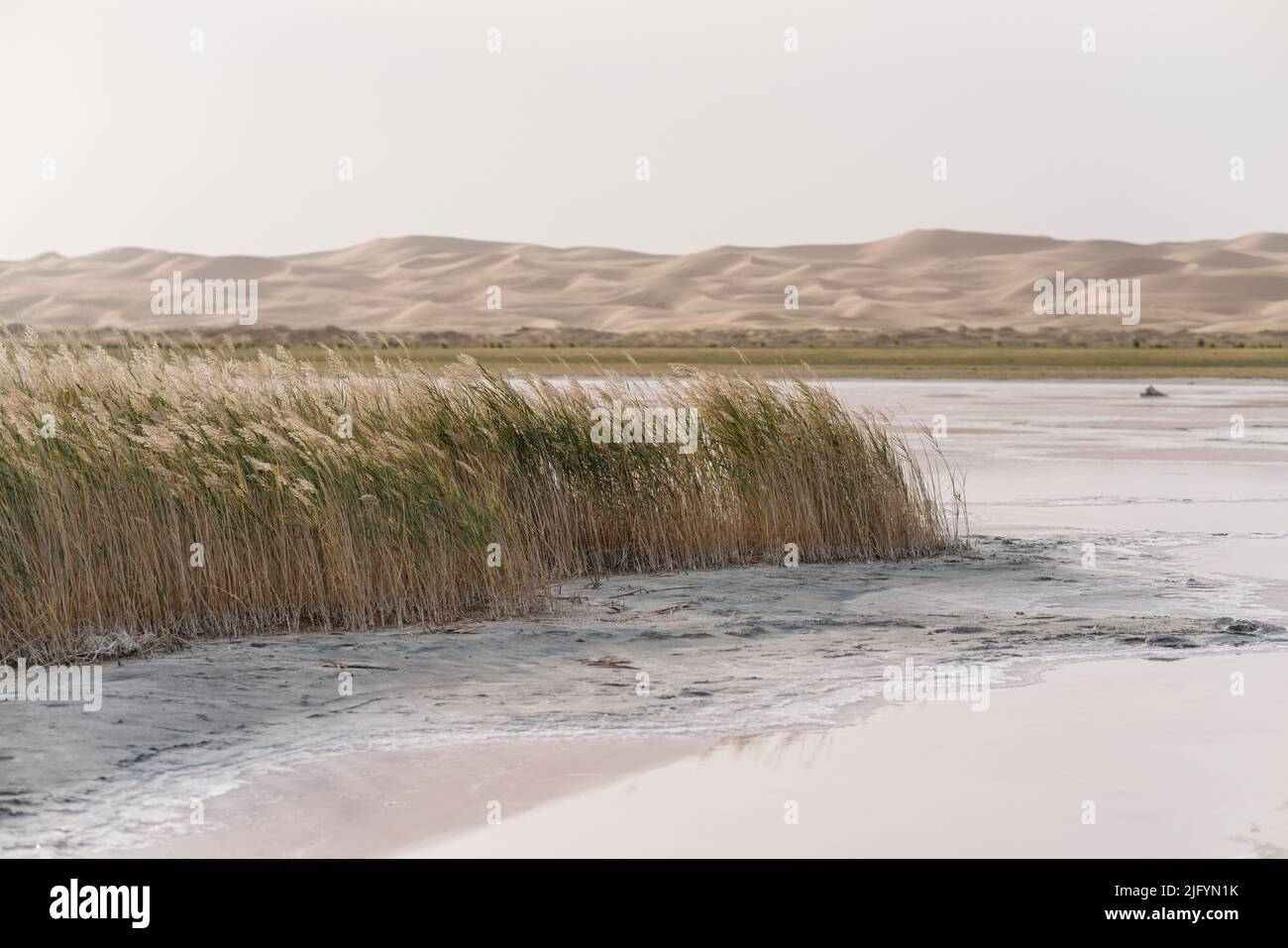 A scenic view of grass on the beach in daylight in a rural area Stock ...