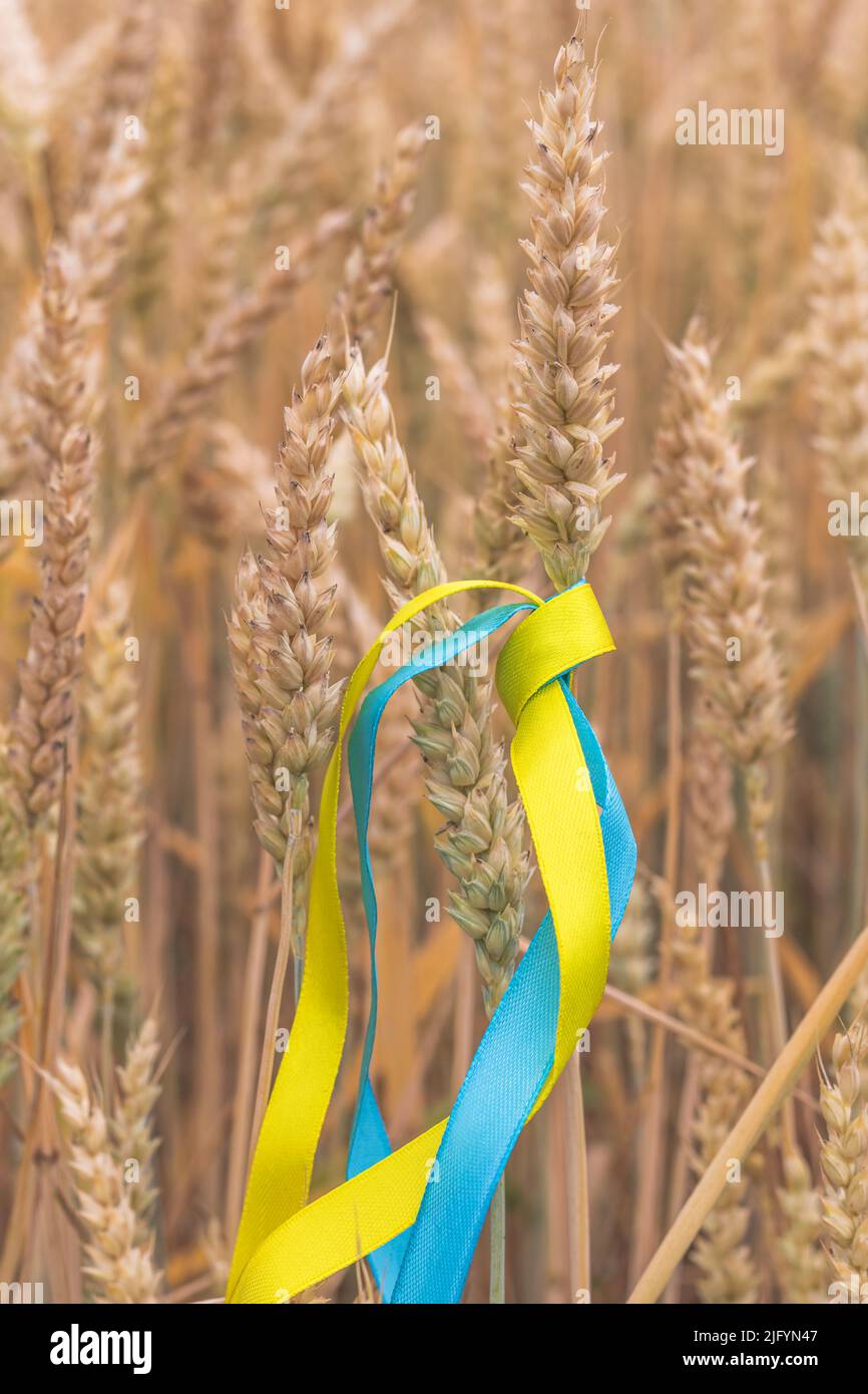 Yellow wheat growing in the summer field in sunny day. Agriculture ...