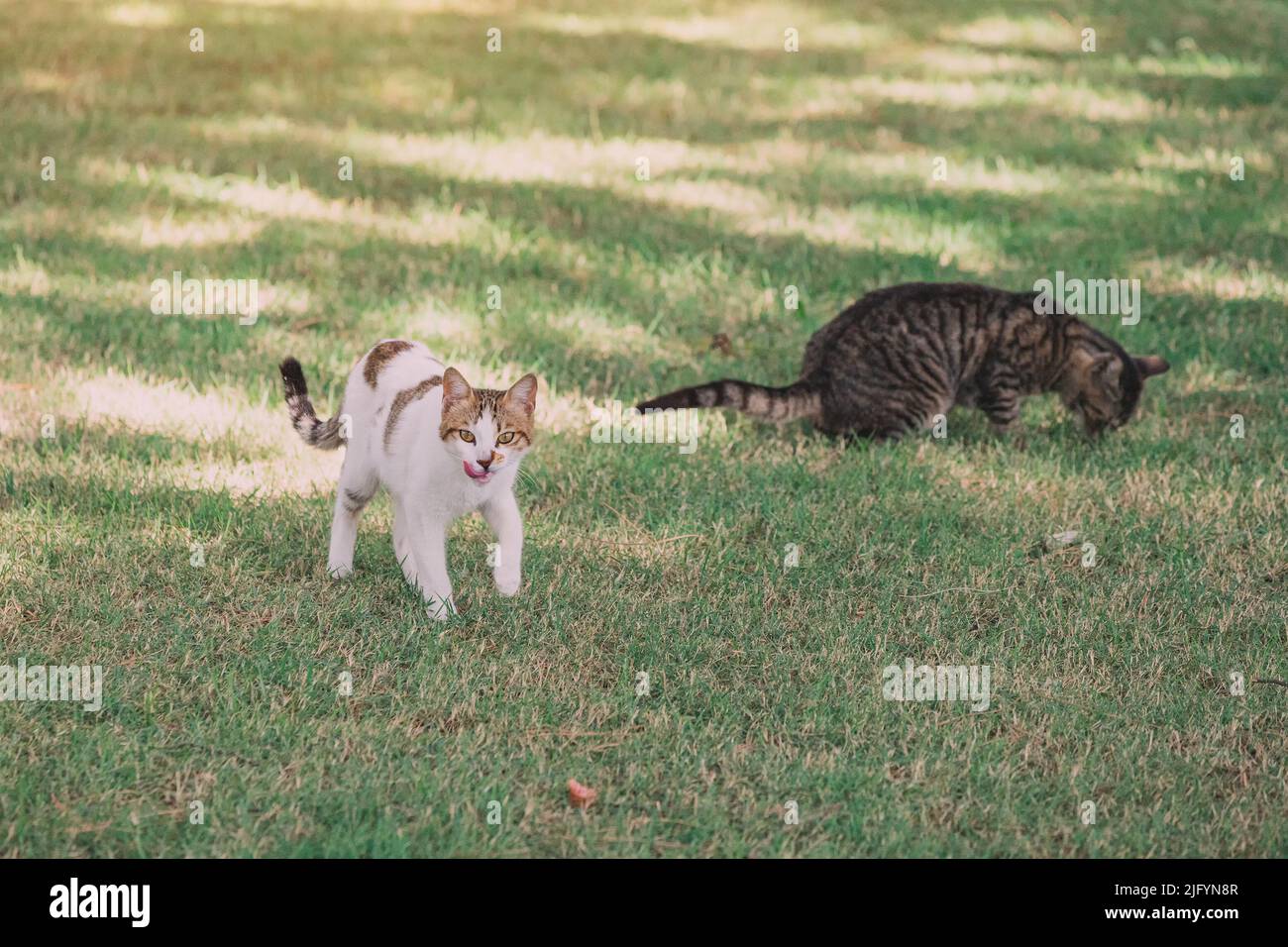 Hungry cats hi-res stock photography and images - Alamy