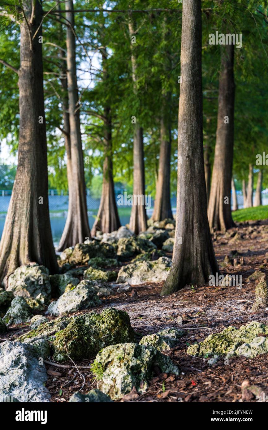 A vertical shot of tall evergreen trees in a forest Stock Photo - Alamy