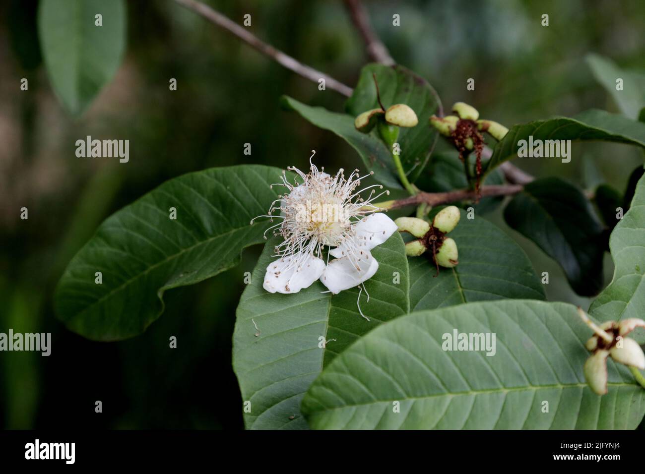 A selective focus shot of guava flower Stock Photo - Alamy