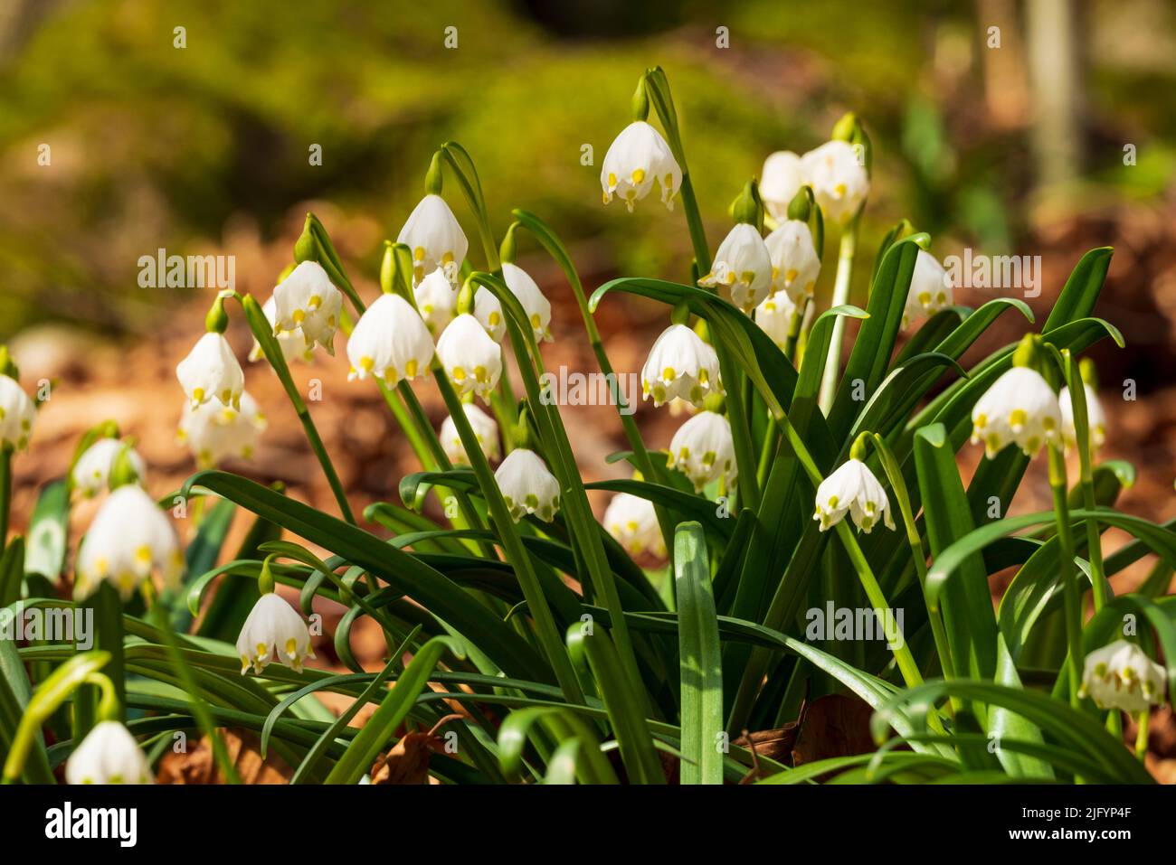 A cluster of flowering spring snowflake (Leucojum vernum) in a forest ...