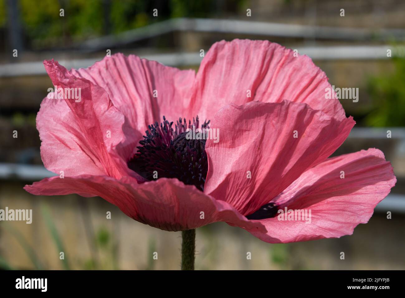 Side view poppy hi-res stock photography and images - Alamy
