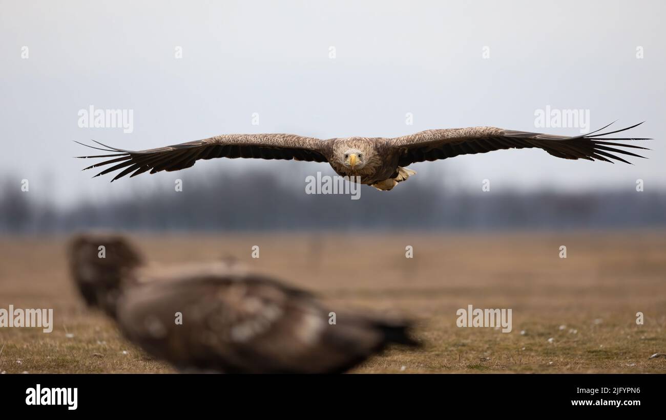 White-tailed eagle landing on field in spring nature Stock Photo - Alamy