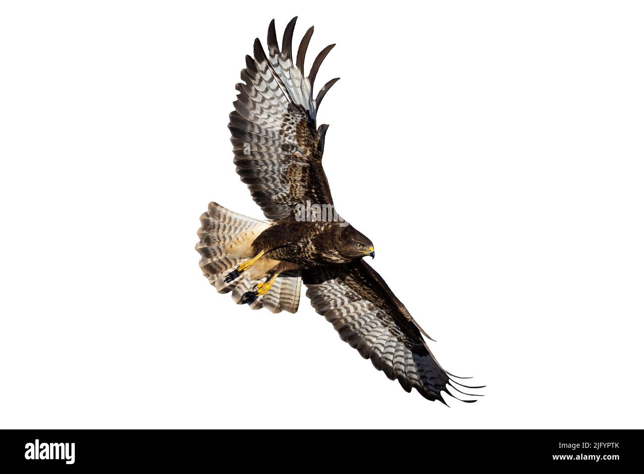 Common buzzard in flight isolated on white background Stock Photo - Alamy