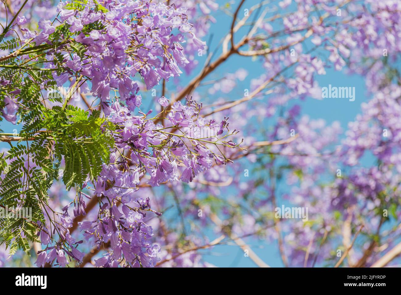 Jacaranda in bloom at springtime. It is a beautiful ornamental tree ...