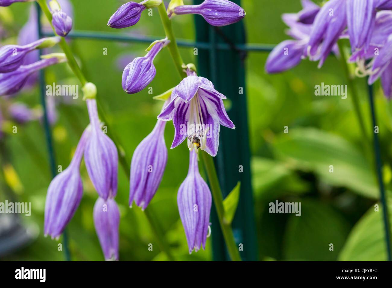 Purple hosta hi-res stock photography and images - Alamy