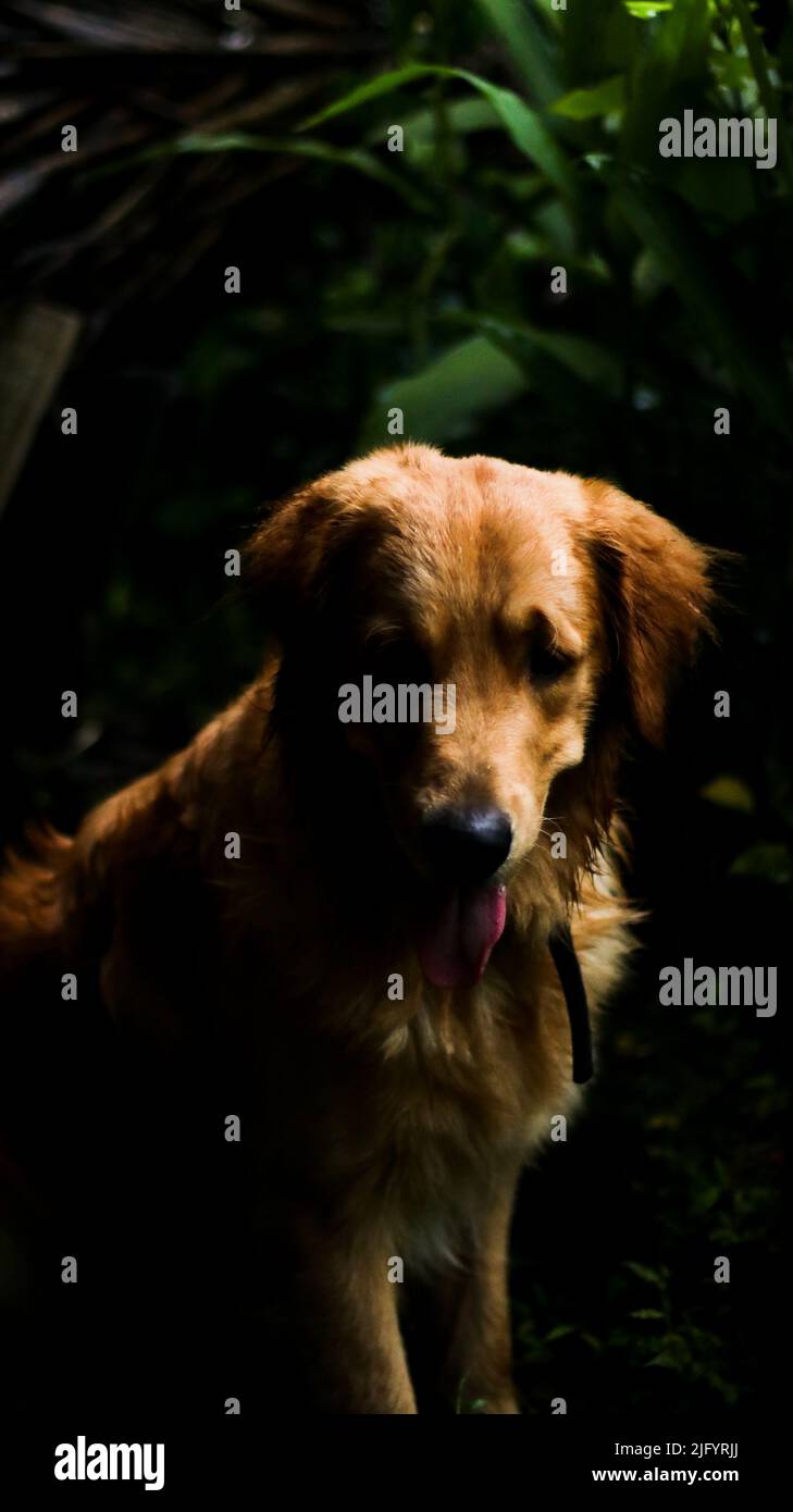 Golden retriever silhouette hi-res stock photography and images - Alamy