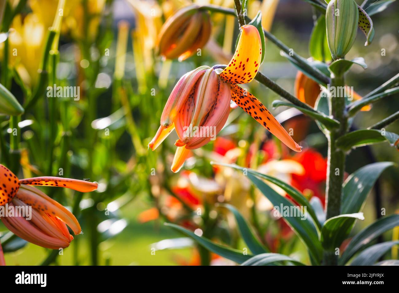 one of the first Tiger Lilies to open in the back garden Stock Photo ...