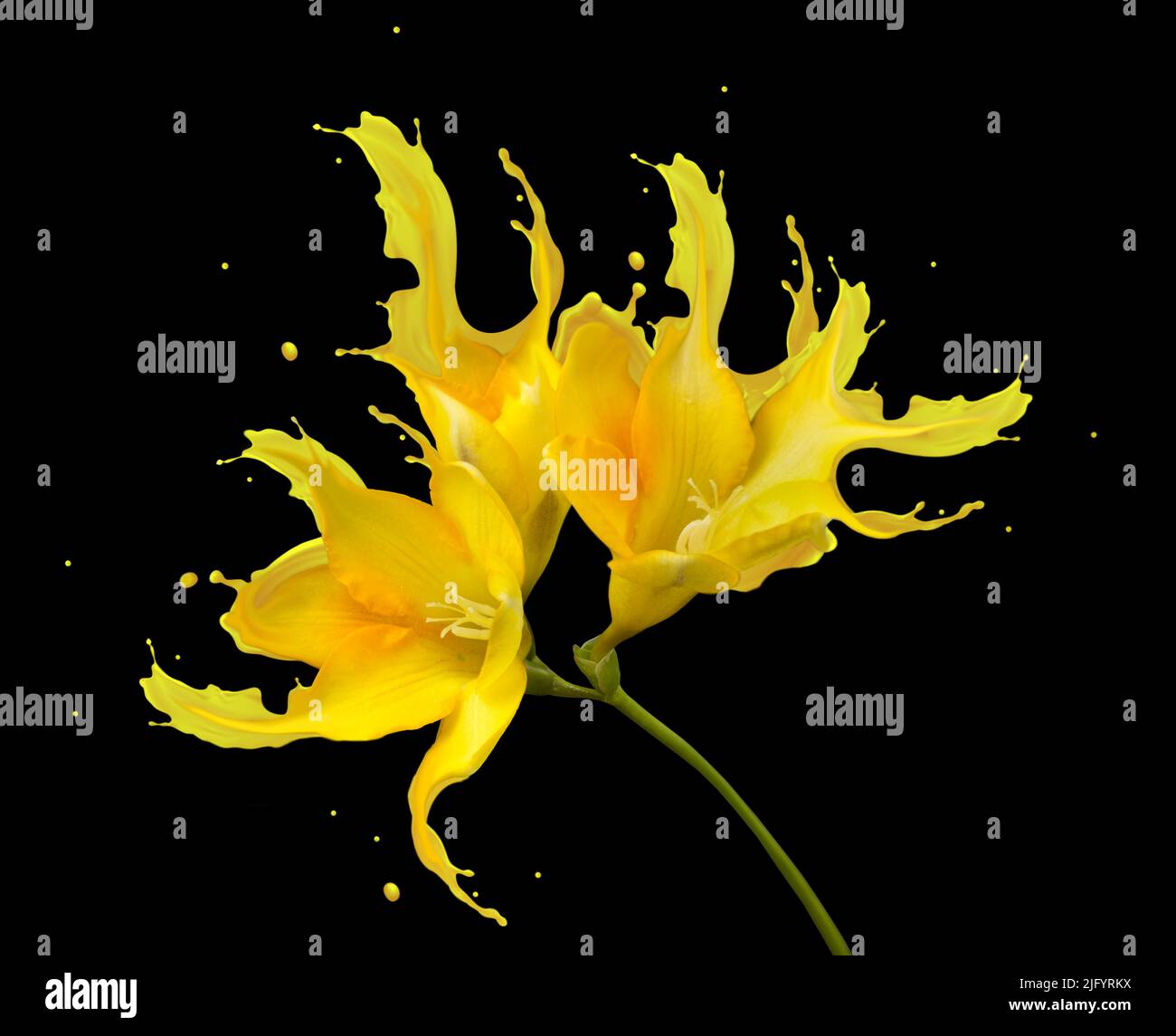 Freesia flower hi-res stock photography and images - Alamy